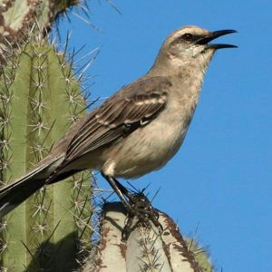 Animals at Hato Caves - Explore Curacaos Wild Life